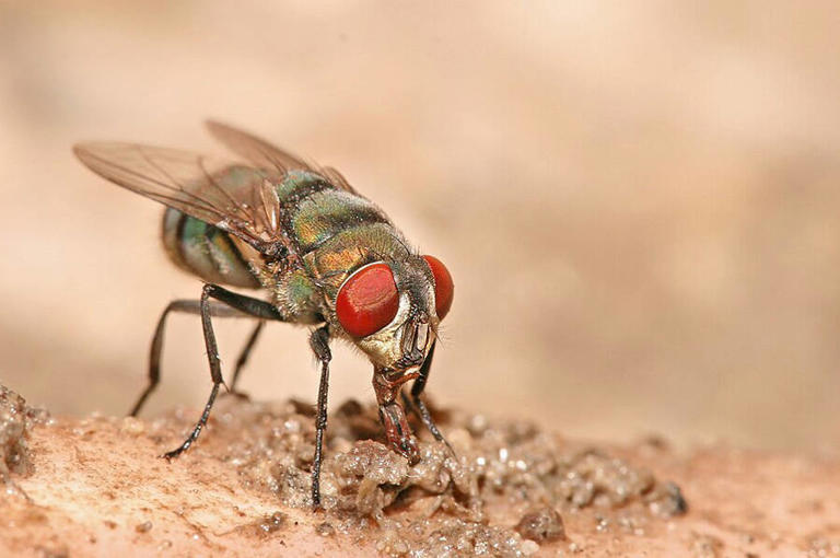 The Full Story Behind The Stomach-Turning Screwworm Infestation That’s ...