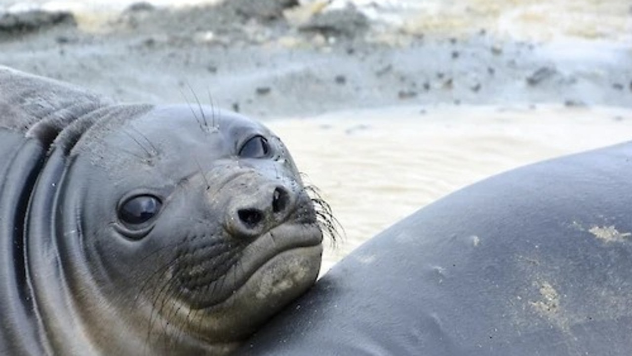 Scientists’ heartbreaking seal find
