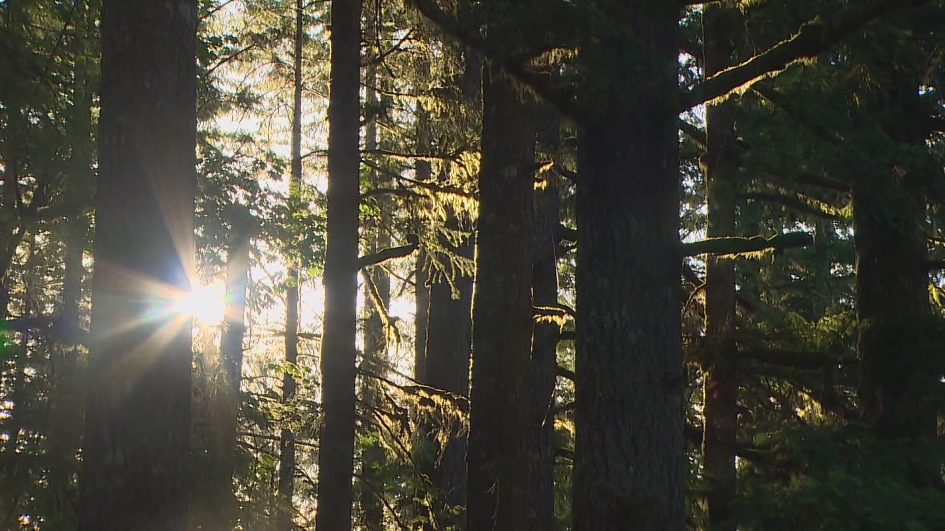 Multiple black bear sightings reported on Mount Si following attack on teen