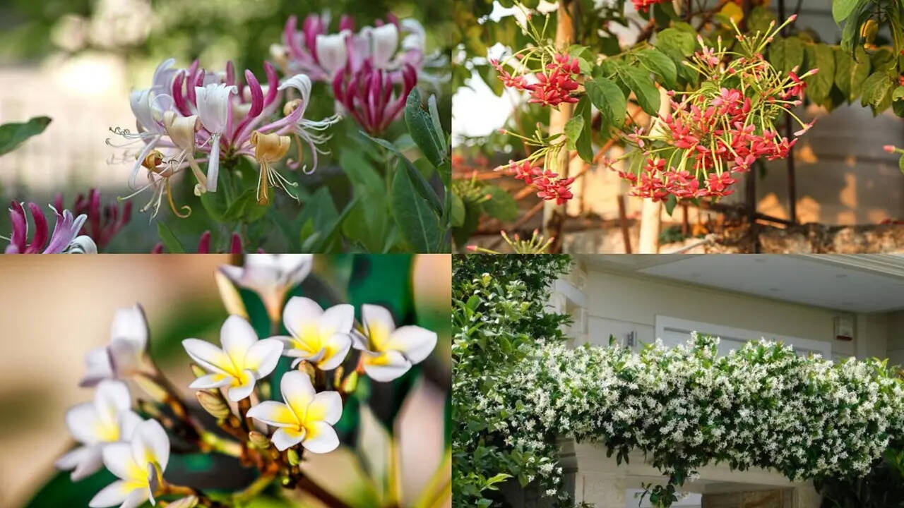 From jasmine to rangoon creeper: 5 flowering vines that make gardens ...