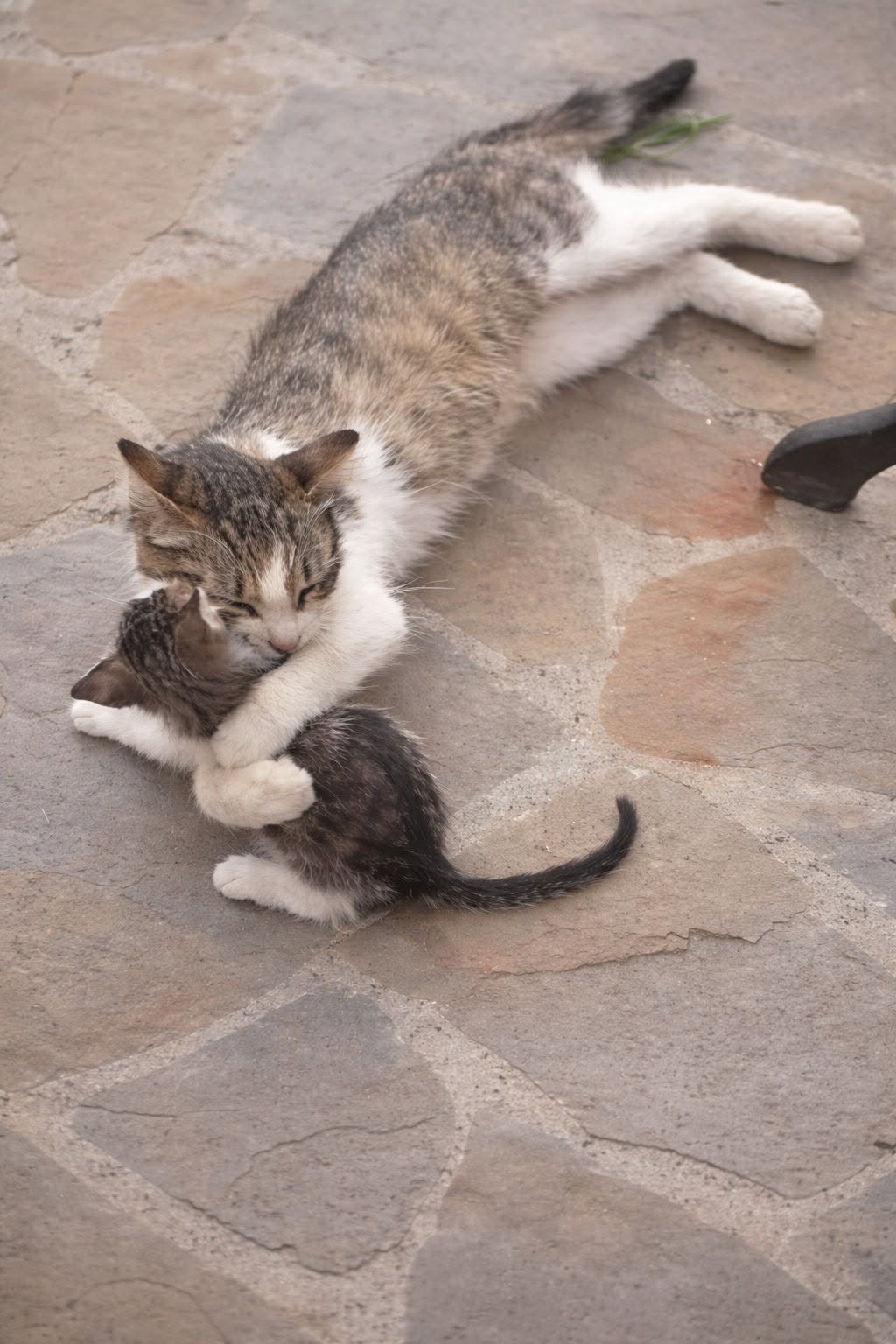 La gatta randagia partorisce quattro cuccioli dietro un negozio di ...