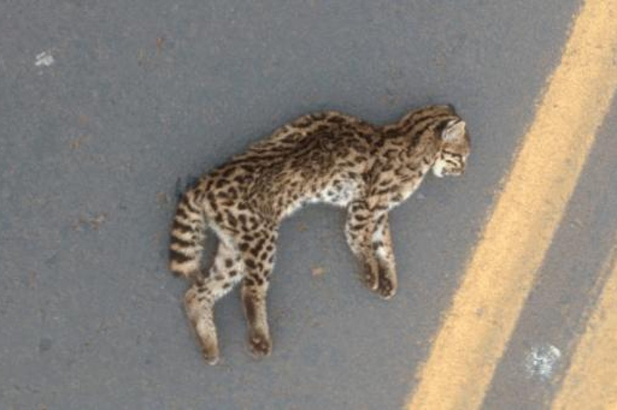 A deadly cat-killer fungus is spreading across South America