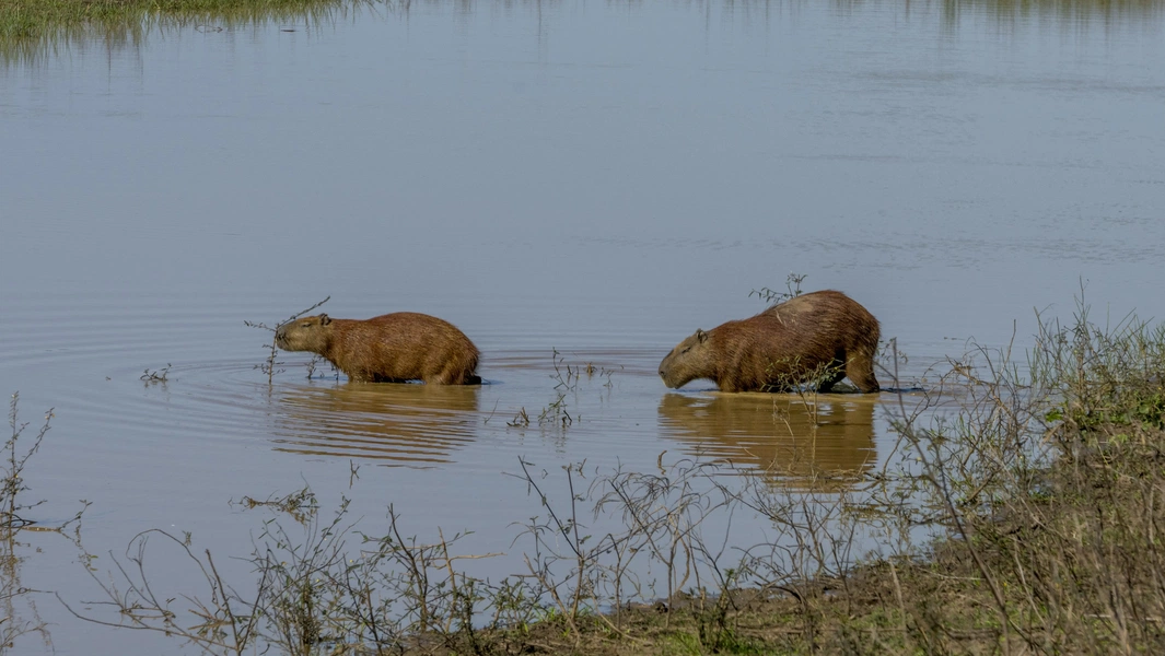 Why capybaras are the chillest creatures alive
