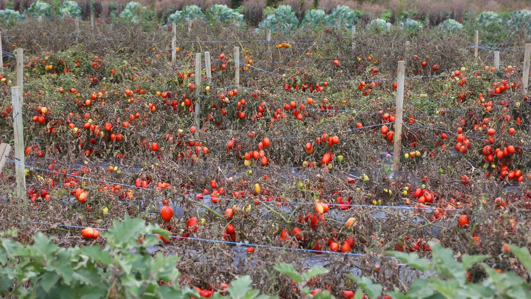 Identifying and addressing yellow tomato leaves
