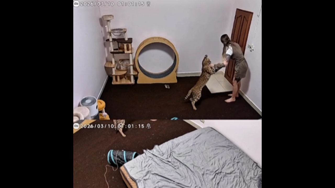 Serval’s surprise play sparks owner’s livestream chaos