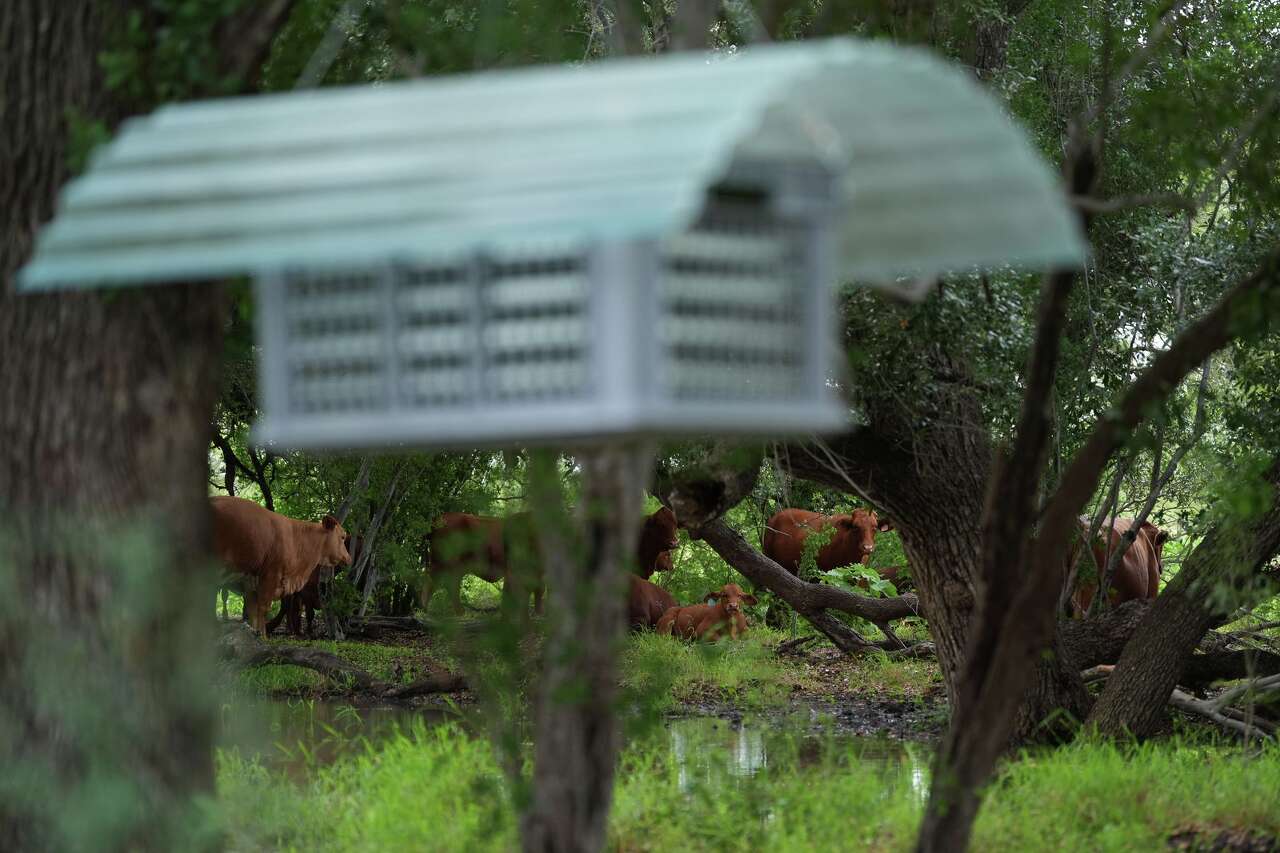 What new federal funding means for Texas' screwworm fight