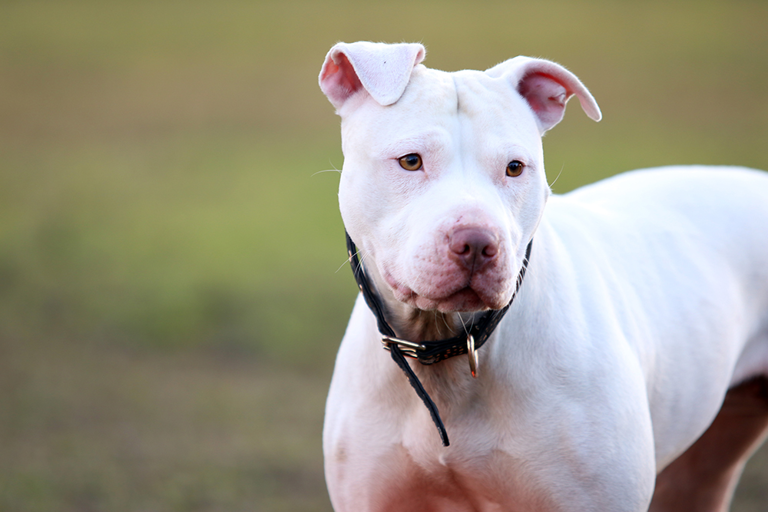 Why deaf shelter dogs like Mummy often wait longer