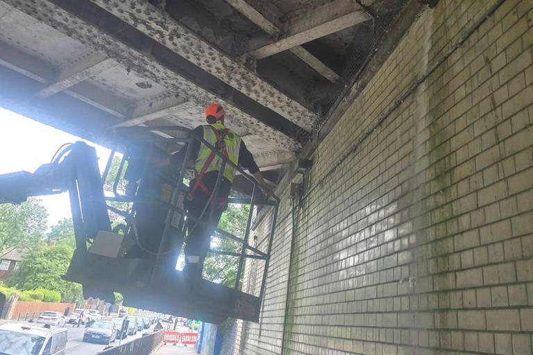 Animal charity defends Hull bridge clean-up amid bird welfare concerns