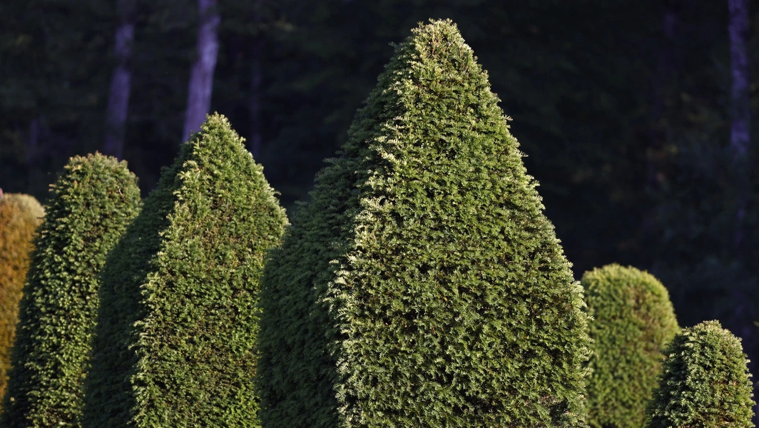 11 evergreen trees and shrubs for privacy and caution