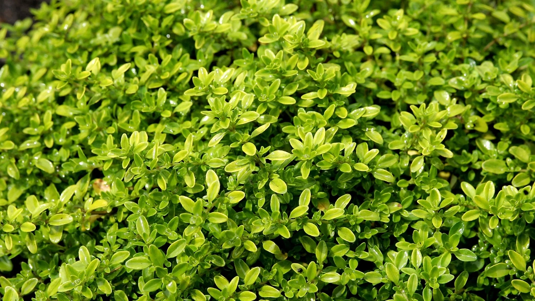 How to harvest and store thyme for best results