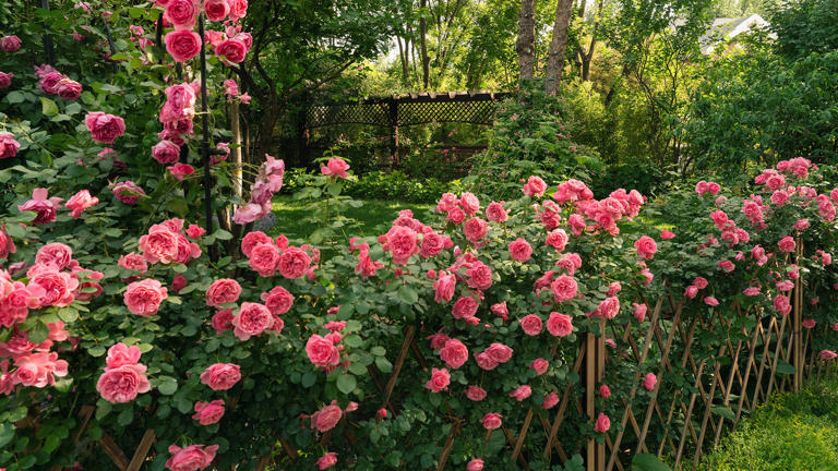 How to choose the best rose for your garden — it’s not just about the scent