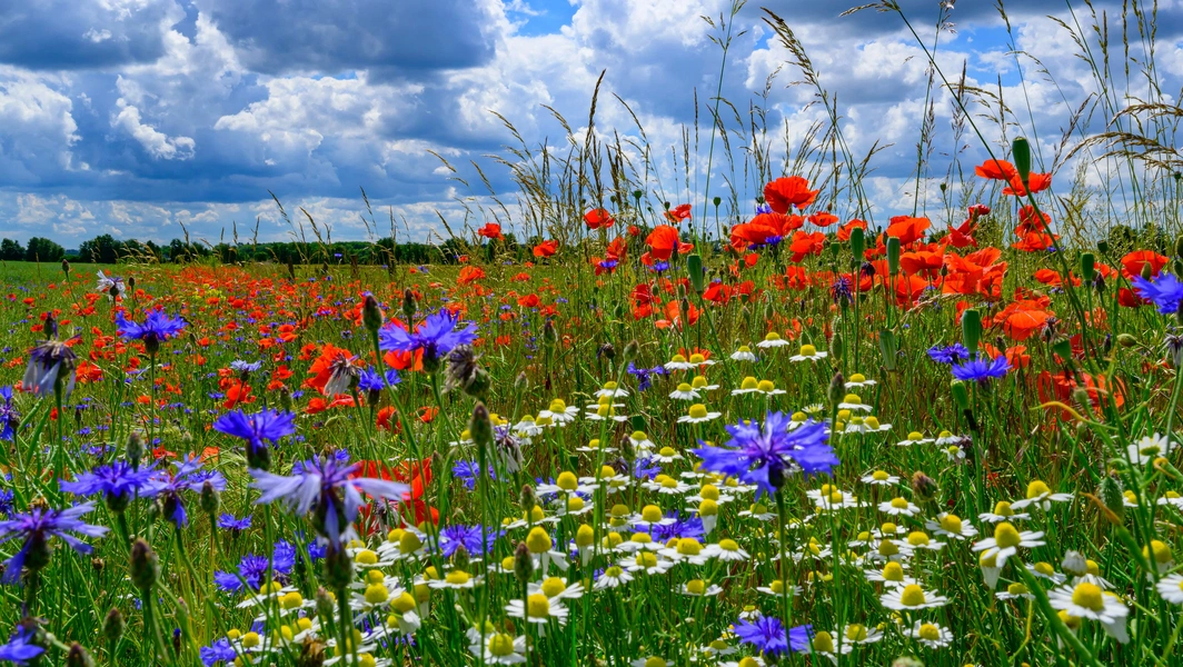 19 flowers for continuous summer and fall color