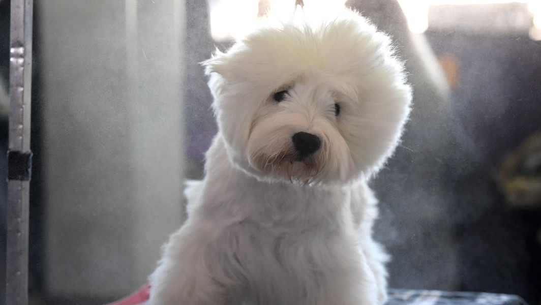 Westie care tips every dog parent needs