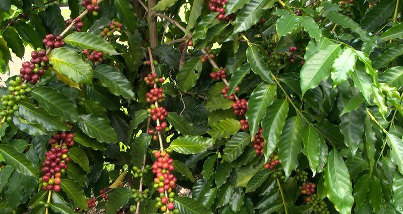 Kona coffee proving popular -- with shoplifters