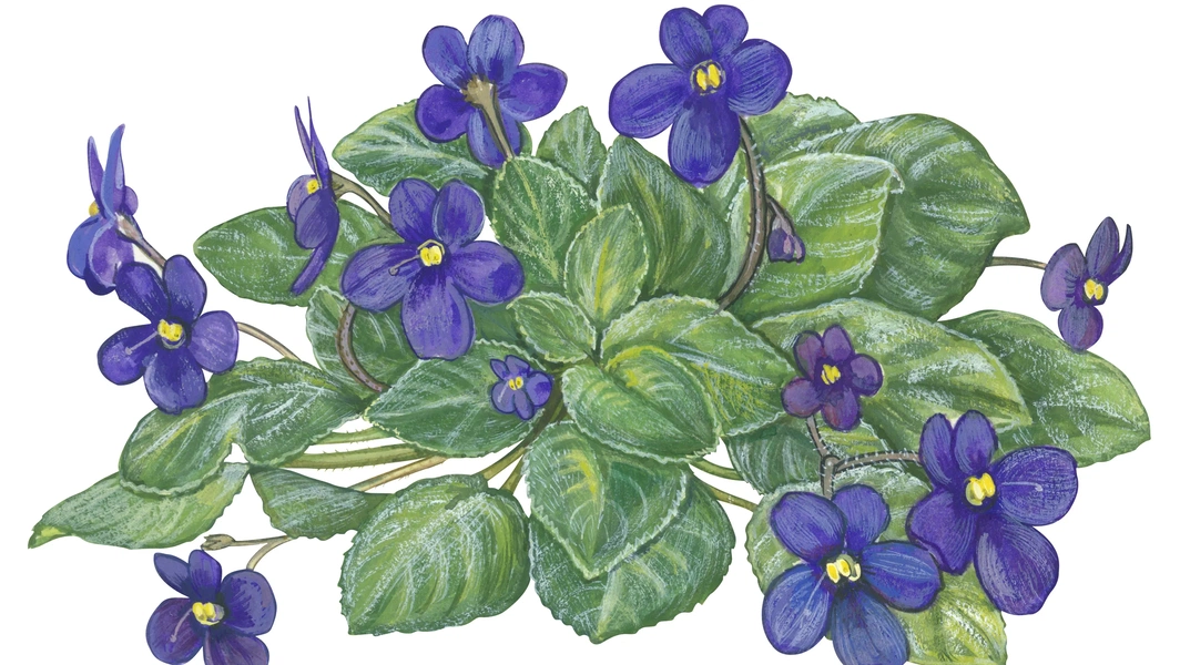 Master the art of African violet care