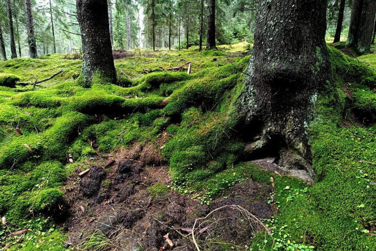 Lesní koupel: Tajemství japonského shinrin-yoku funguje i v Česku