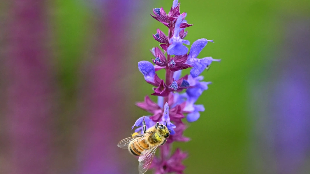 Creating and maintaining a pollinator-friendly garden