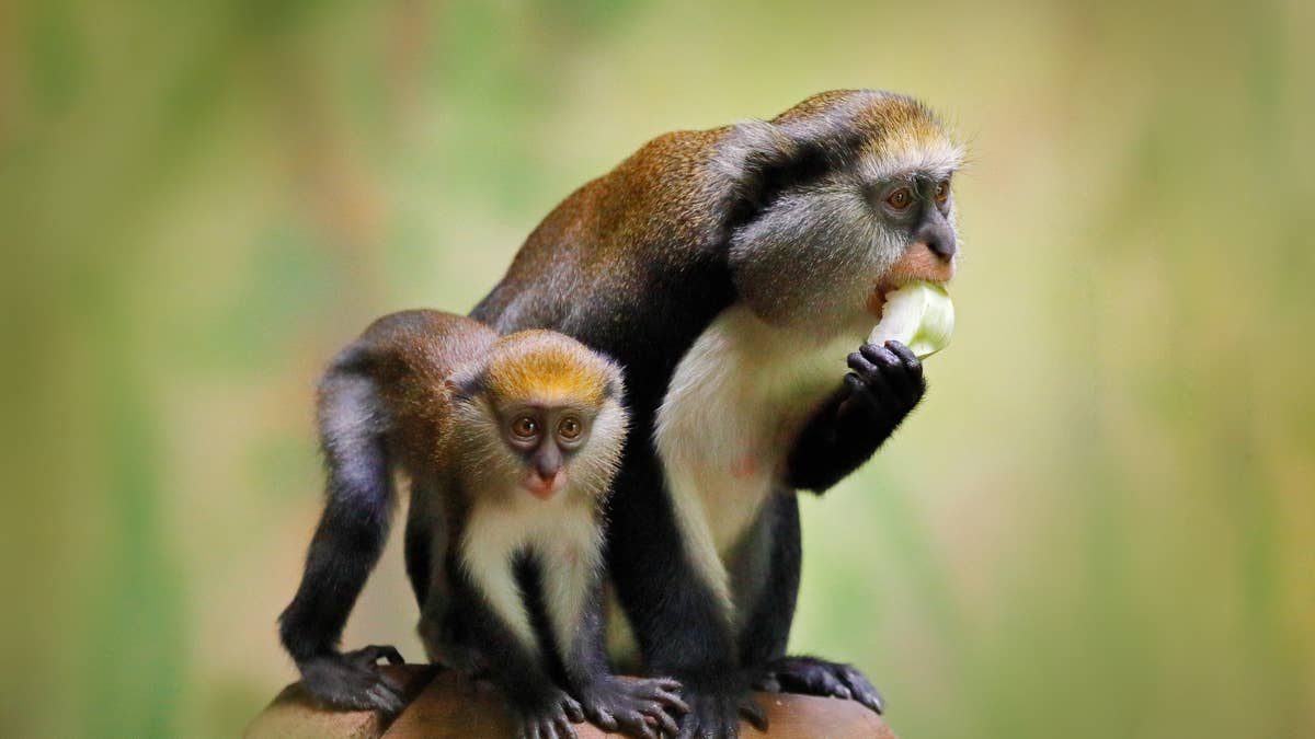 Baby monkey’s tiny mohawk steals the show at Chattanooga Zoo