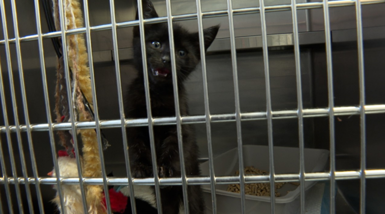 Stokes County Animal Shelter aims to curb pet overpopulation with new ...