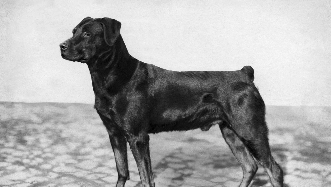 Doberman pinschers: From origins to modern roles
