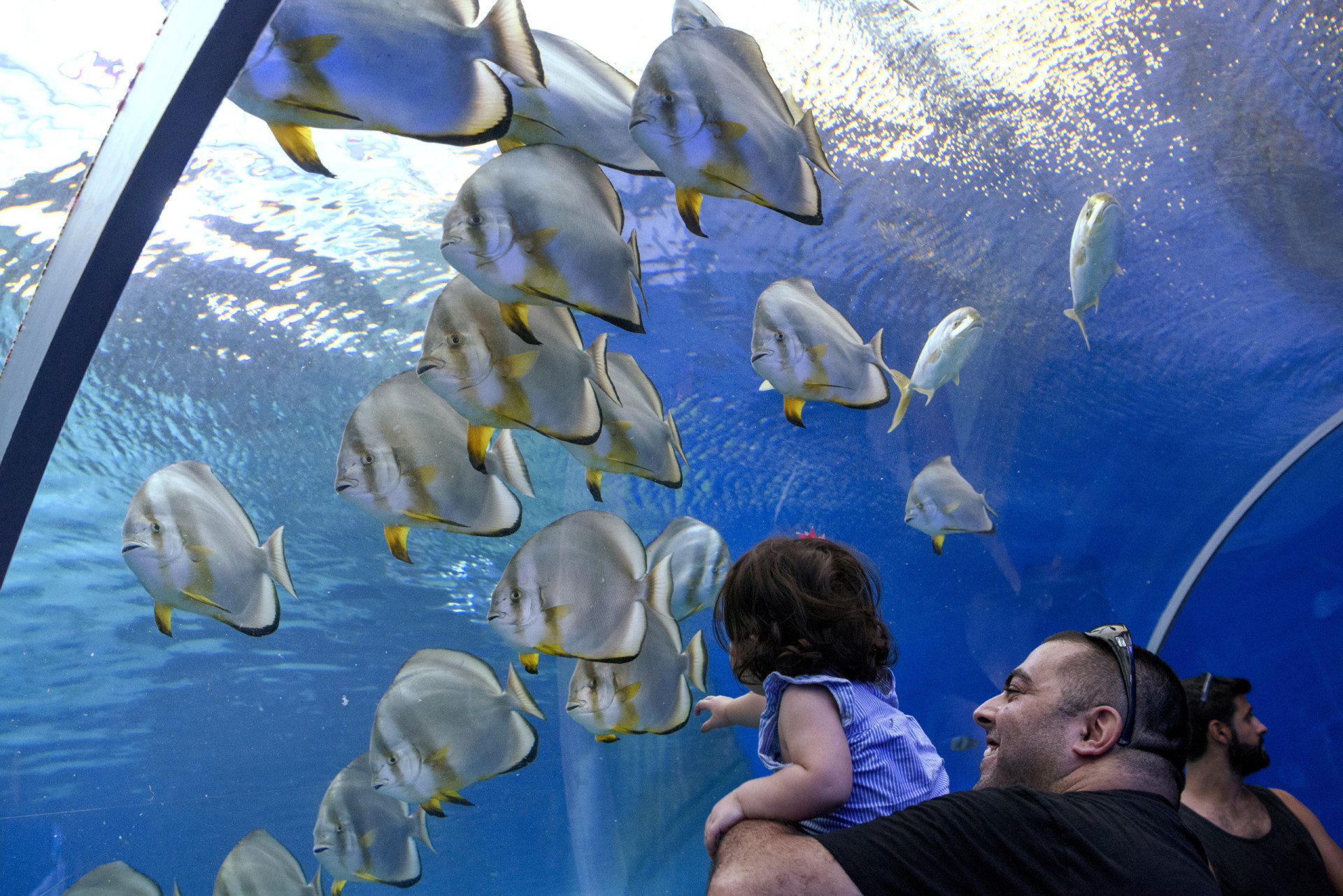 The world's most spectacular aquariums