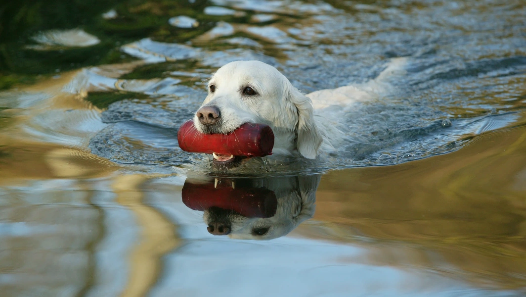 Golden retriever history, traits, and achievements