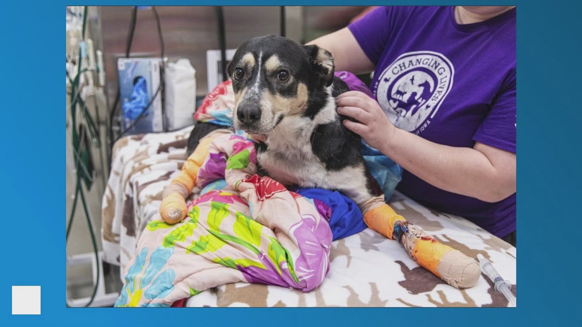 Dog injured after being dragged by car has died