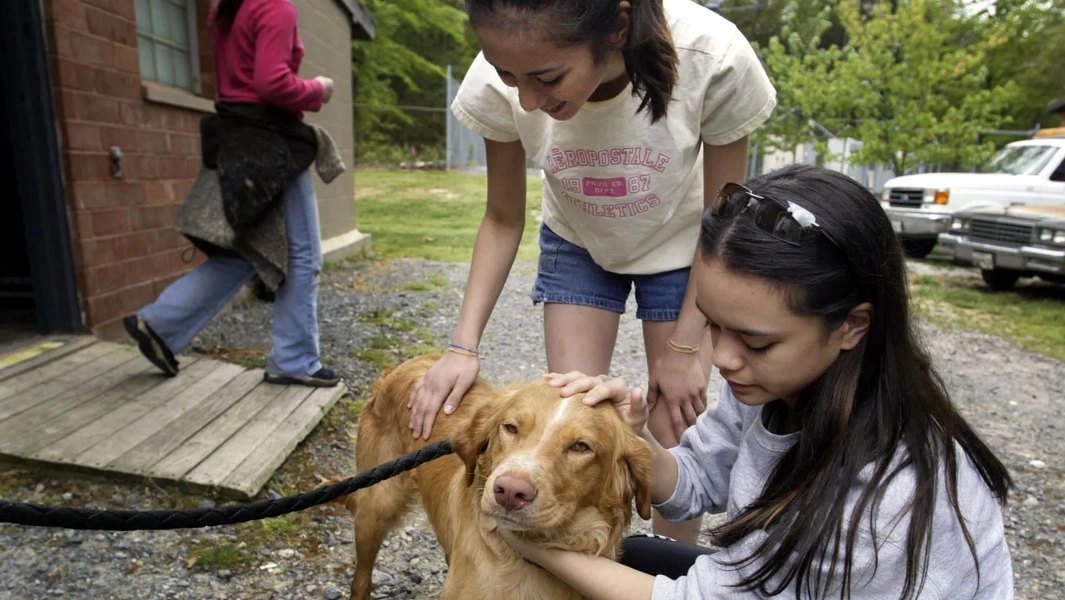 8 inspiring shelter dog adoption stories