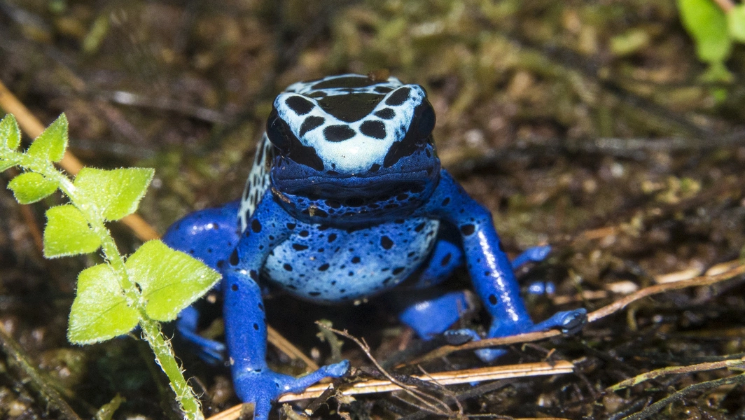 9 extraordinary frogs with unique colors and adaptations
