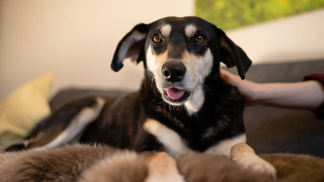9 signs your dog feels safe and secure