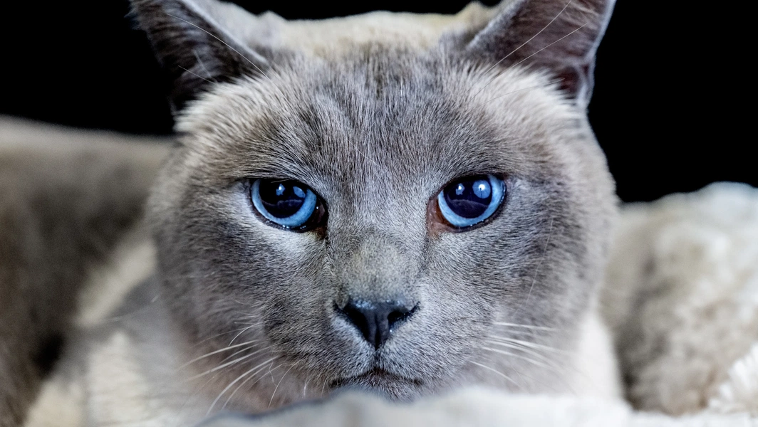 Genetics and causes of odd-eyed cats