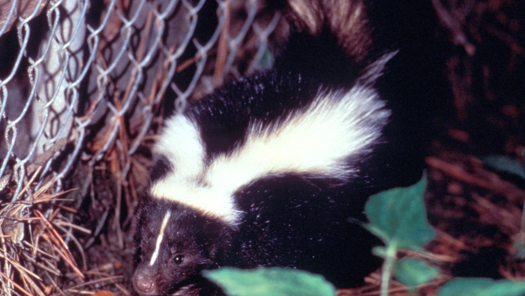 Effective strategies to prevent skunk problems
