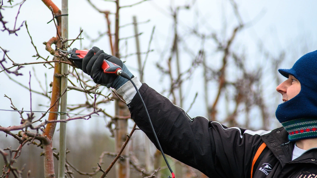 Fruit tree pruning tips for health and productivity