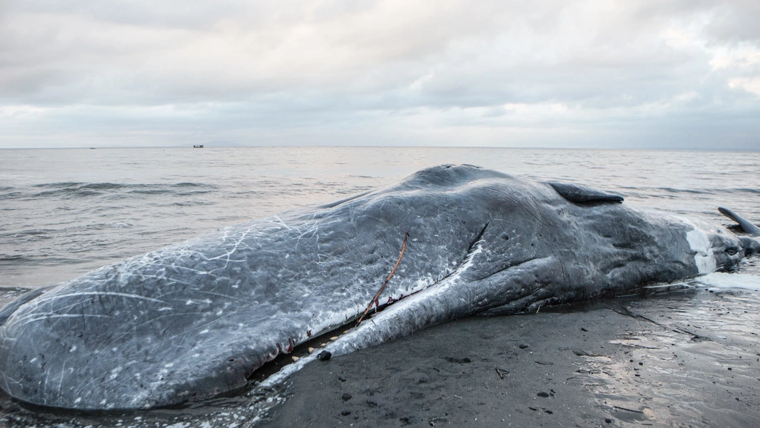 Scientists unveil largest, deepest whale graveyard in history