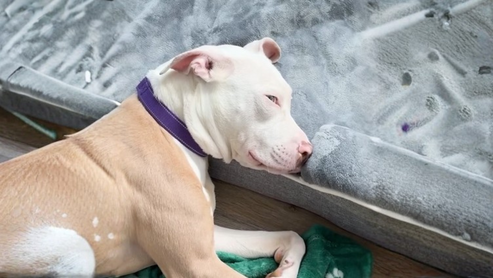 Why rescue dogs may sleep beside the bed at first