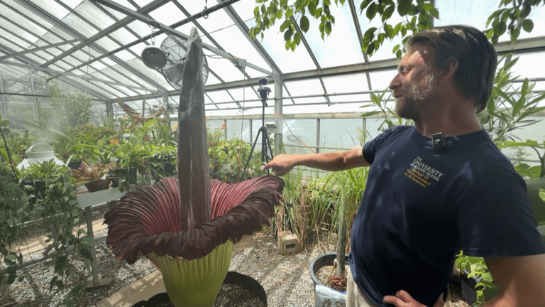 'Stinky': Corpse flower at University of Rhode Island draws crowd