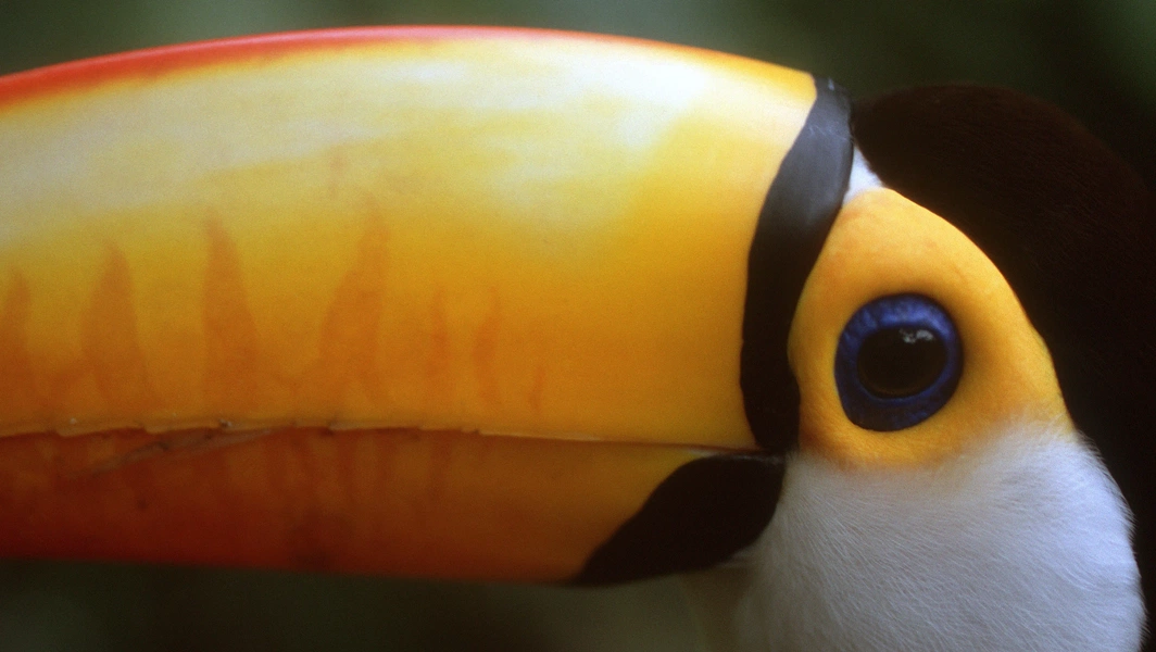 6 birds with remarkably colorful beaks