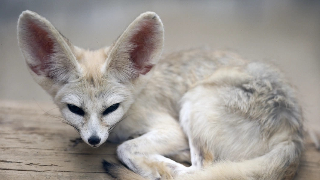 12 animals that survive without drinking water