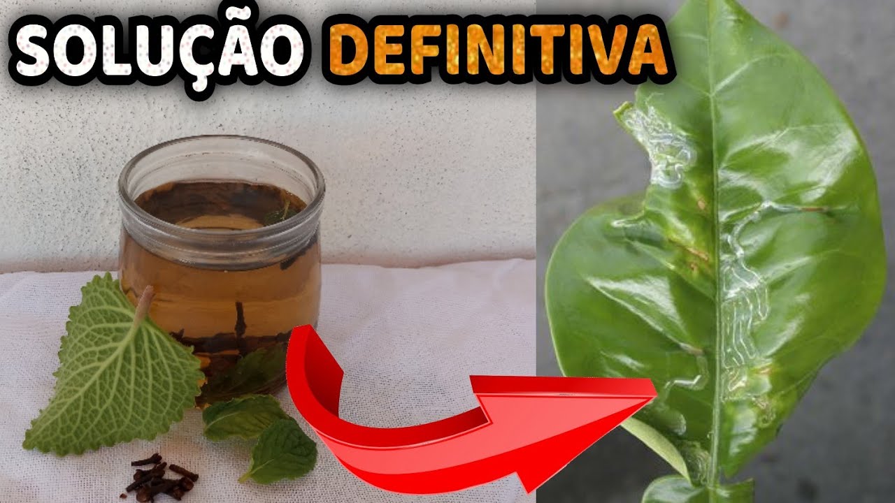 Folhas enrugadas no limoeiro como combater a larva minadora