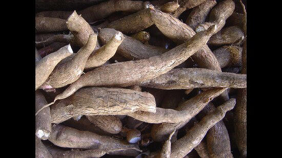 Taste of life: Could cassava have ended India’s 19th-century famines?