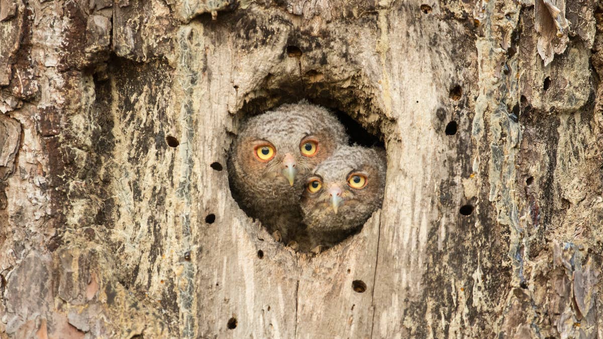 Owl dad fosters a tiny owlet and total cuteness ensues