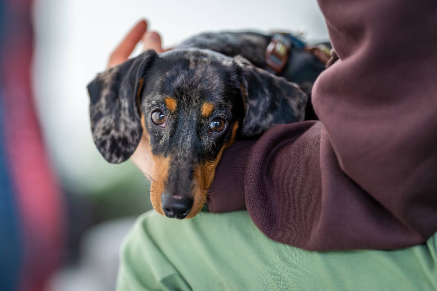Meet Dodger: The dachshund with a unique 'mask' look captivating ...