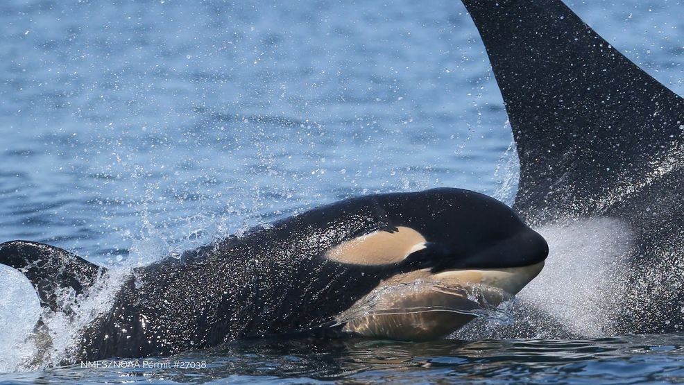 Center for Whale Research confirms new southern resident orca calf in L Pod
