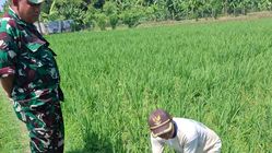 Serka F Apik kawal irigasi sawah Rajasinha, pompa air Sungai Cipanas ...