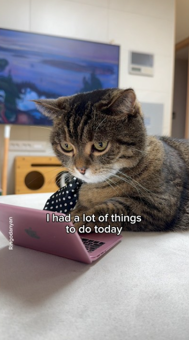 Funny lazy cat procrastination moment