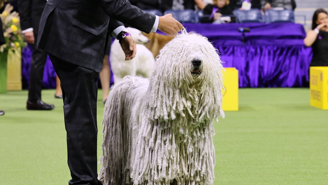 8 rare and unusual dog breeds and hybrids