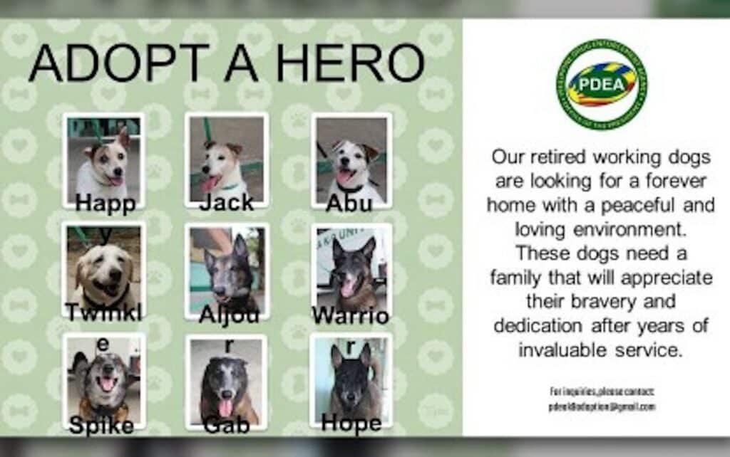 'Adopt a hero': PDEA puts 9 retired drug detection dogs up for adoption