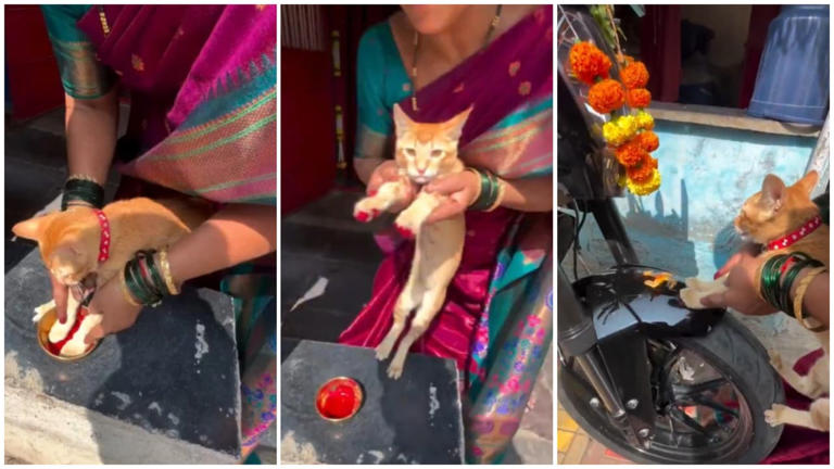 Indian family uses pet cat's paw prints to bless new bike, internet ...