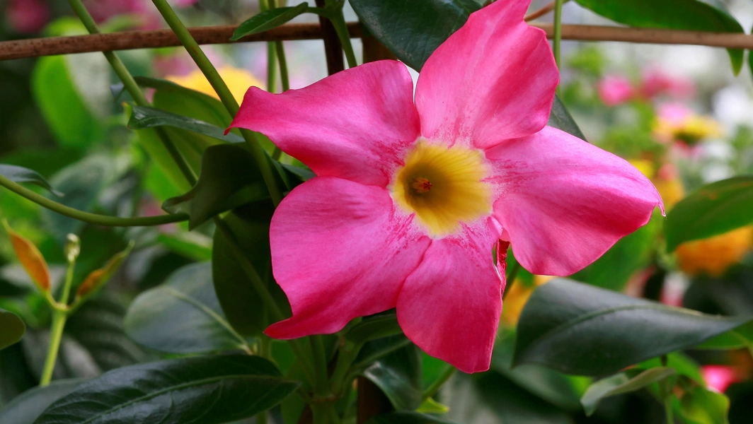 6 colorful plants that love sun and resist drought