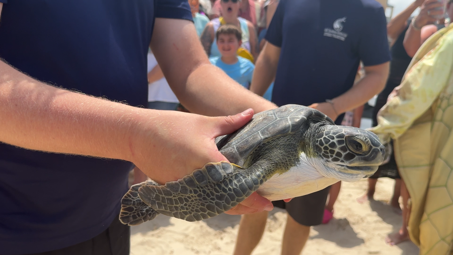 Bye-bye Bolognese: Sea turtle released at St. George Island